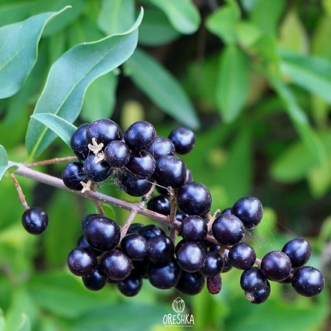 Ligustrum Ovalifolium Fruit