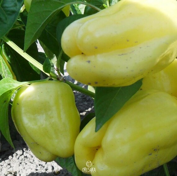 Ivory Pepper Seed