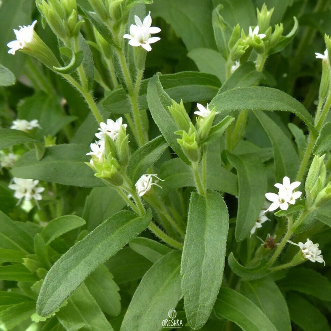 Stevia Plant Flower