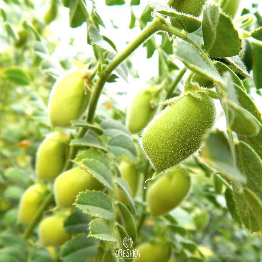 Chana Tree