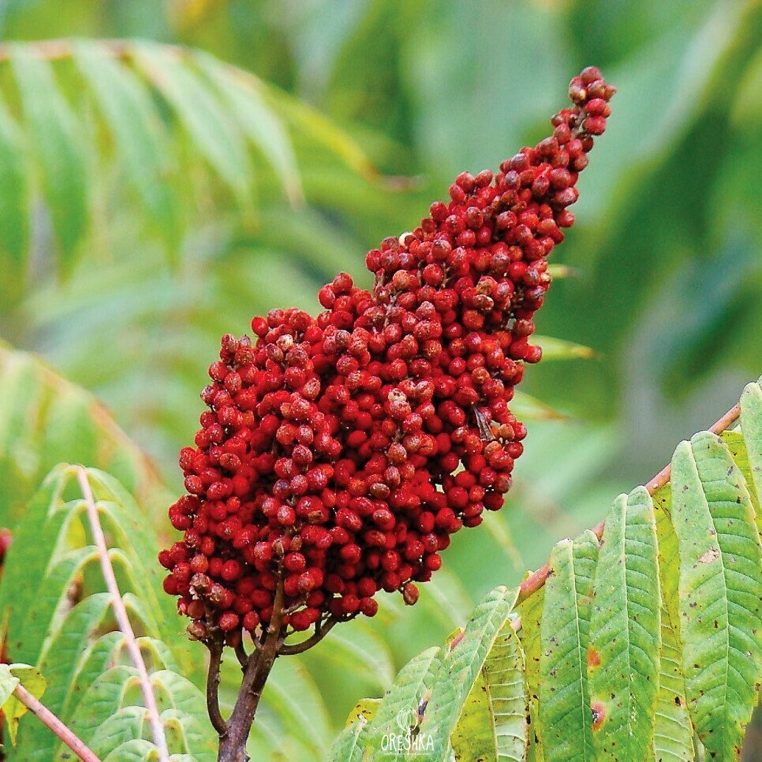 Rhus Coriaria 50 PCS Fresh Seeds Sicilian Sumac - Etsy Israel