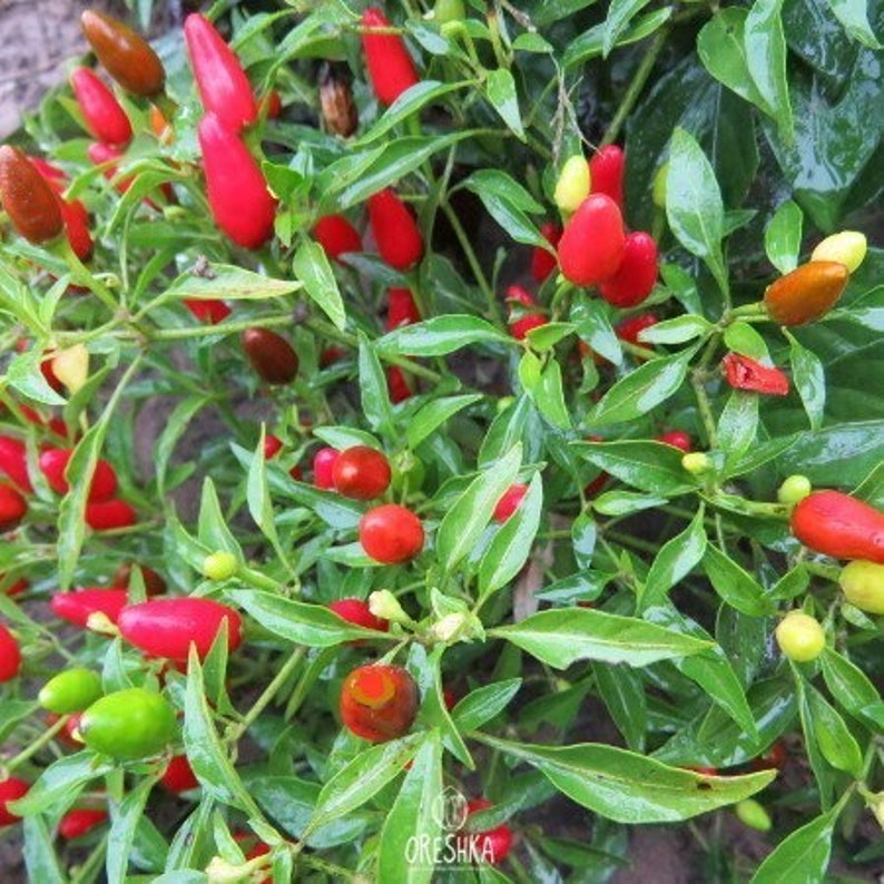 Pimiento picante Tepin 5 PCS semillas frescas - Etsy España