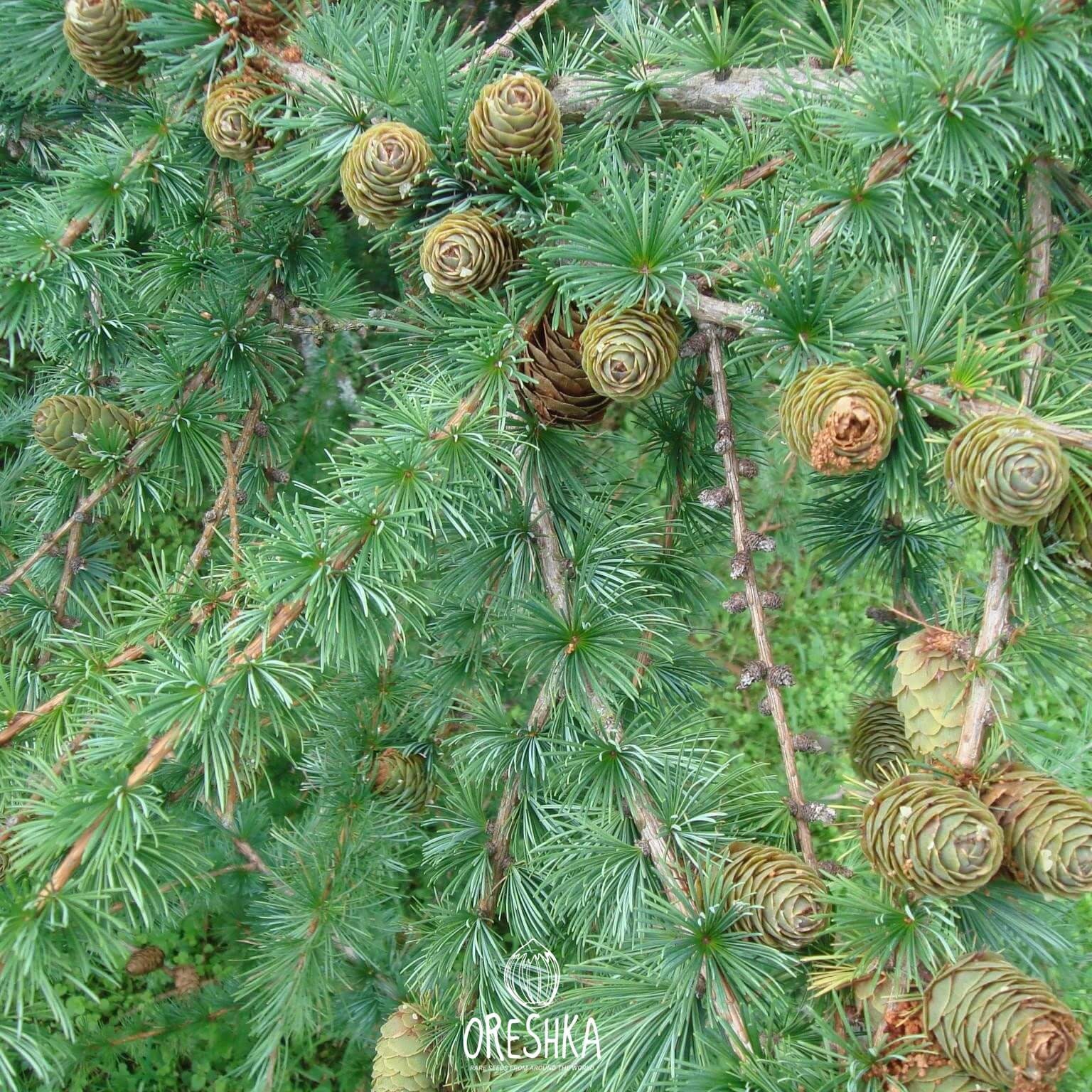 Siberian Larch larix Sibirica 50 Seeds - Etsy Canada
