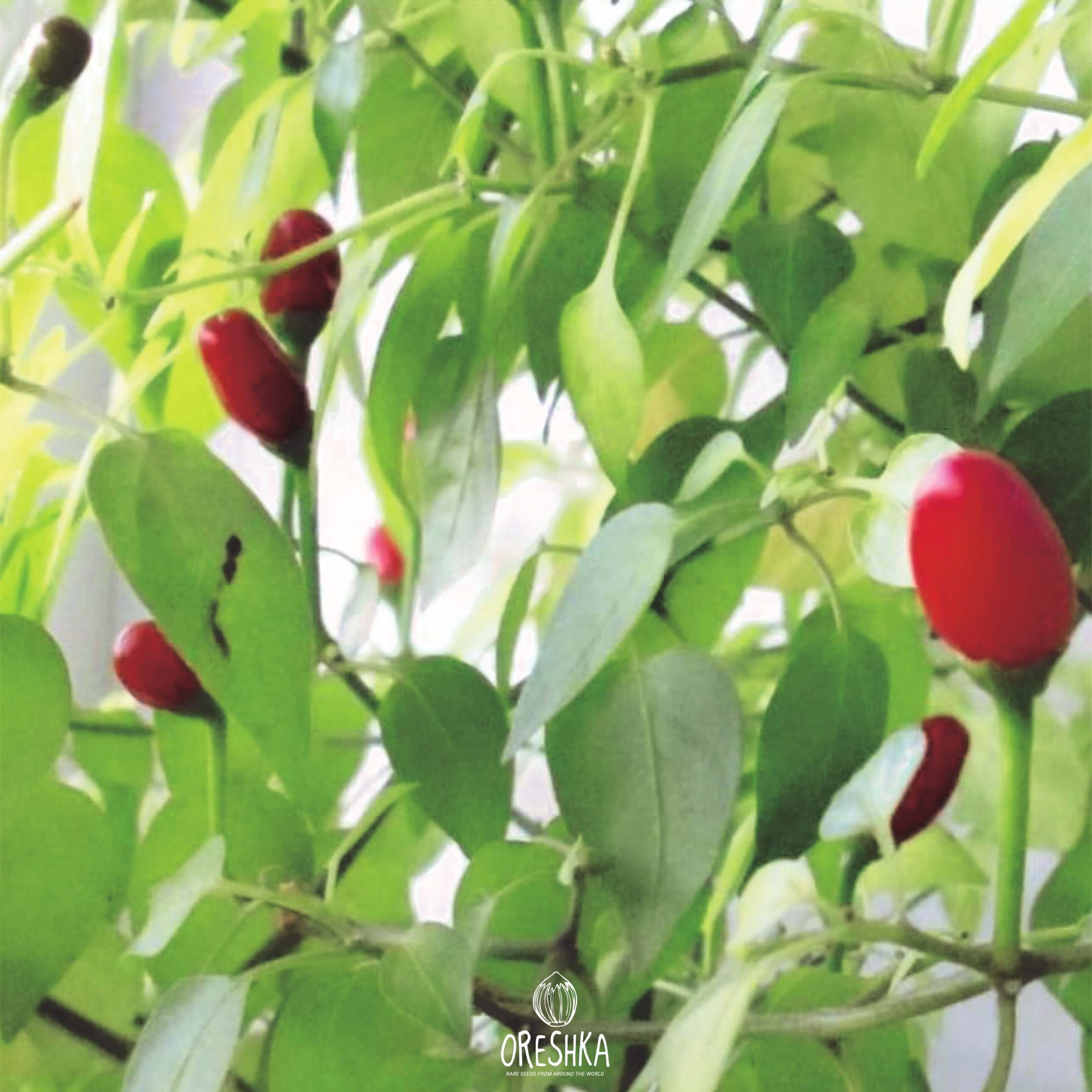 Pimiento picante Tepin 5 PCS semillas frescas - Etsy España