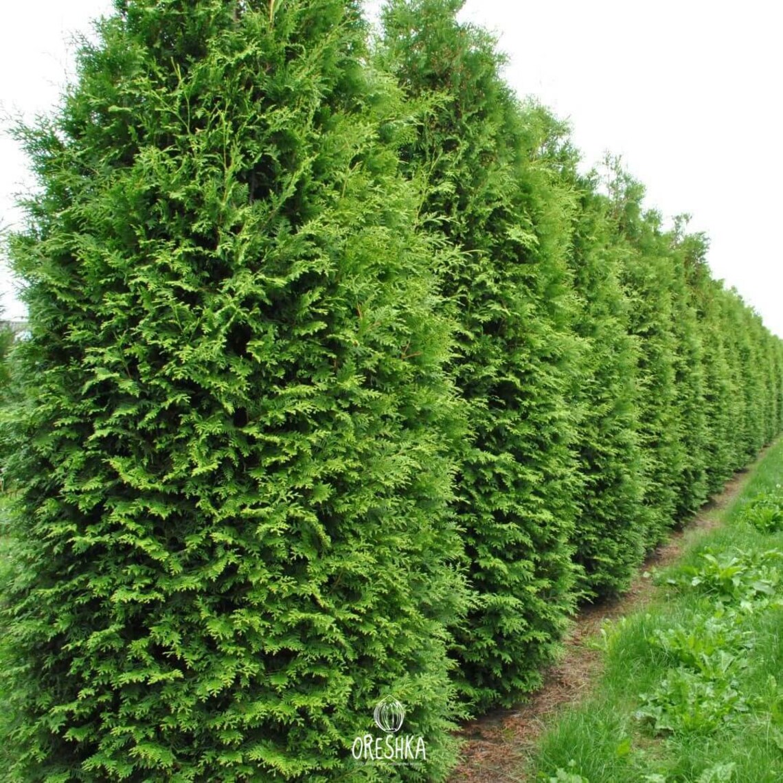 Thuja West Brabant 50 PCS / 500 PCS Fresh Seeds, Thuja Occidentalis ...
