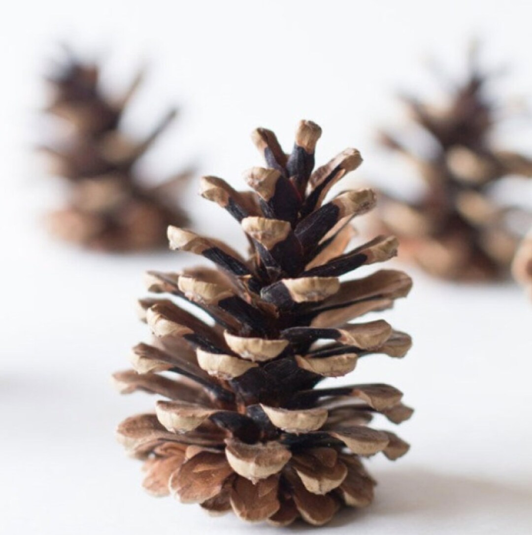 Beautiful Pure Pine Cones From Syberia 10 PCS, Natural, Organic, Hobby ...