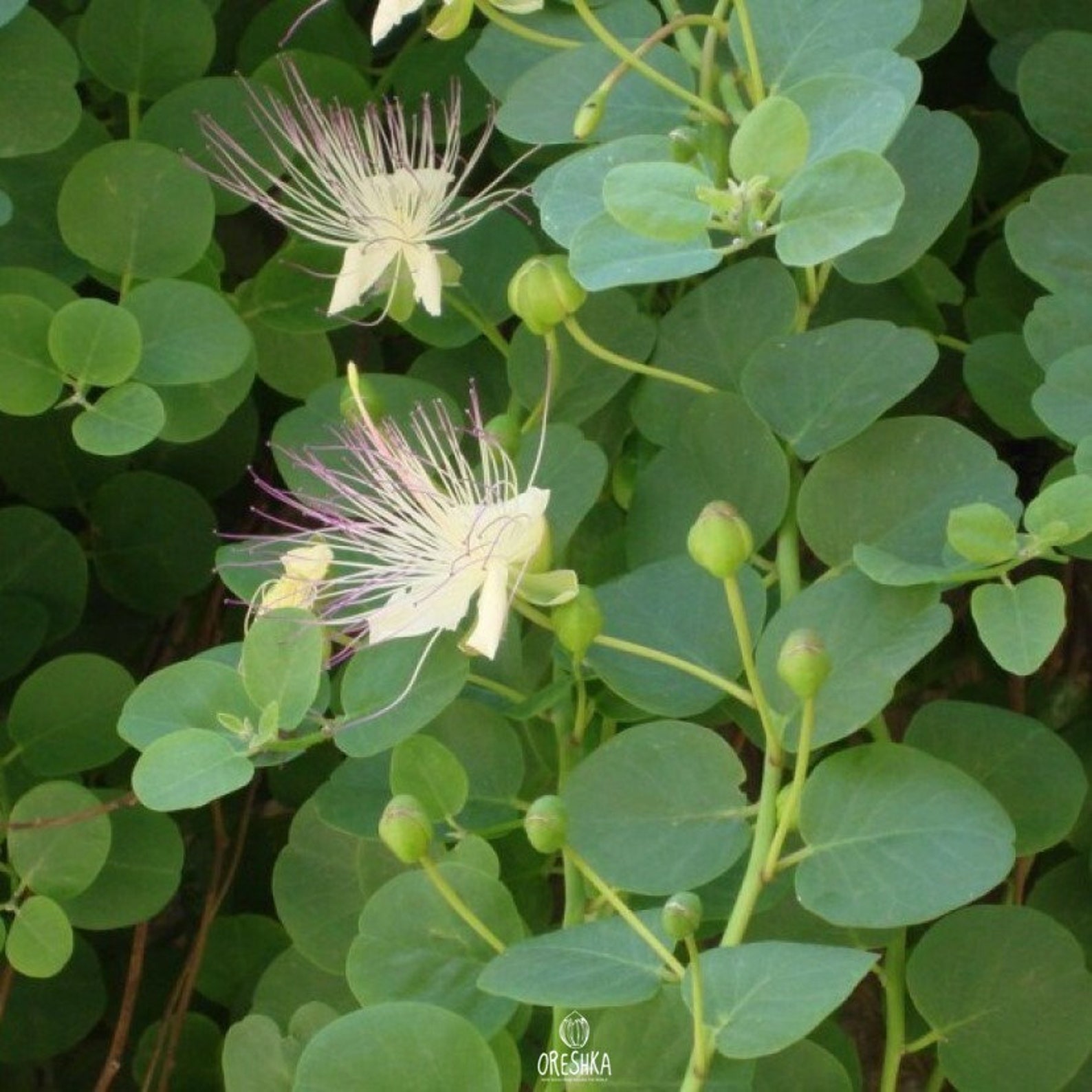 Capparis Spinosa 15 PCS Fresh Seeds, Caper Bush Seeds, Flinders Rose ...