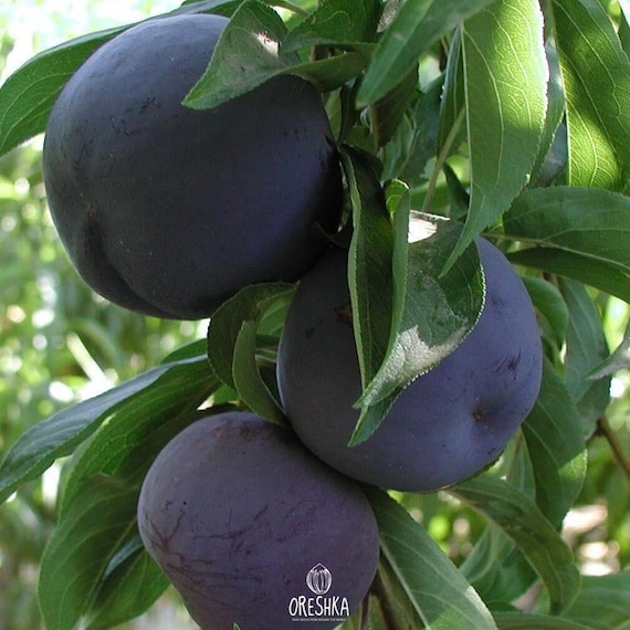 Fresh Black Plums