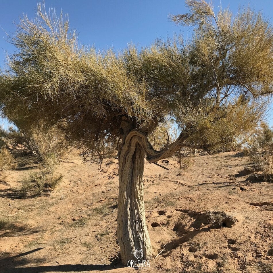Saxaul Tree