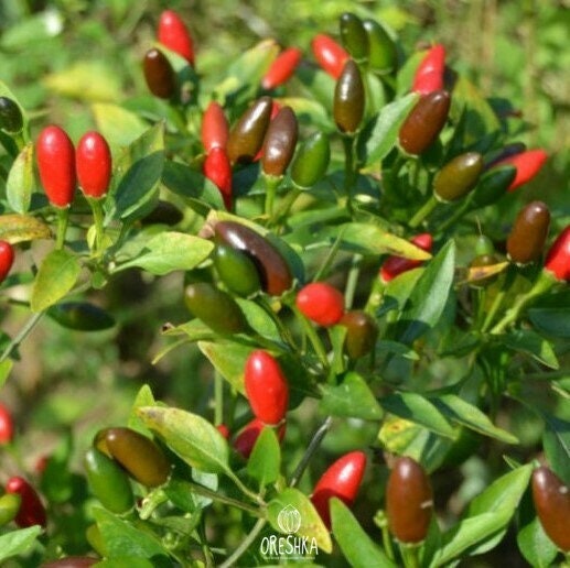 Pimiento picante Tepin 5 PCS semillas frescas - Etsy España