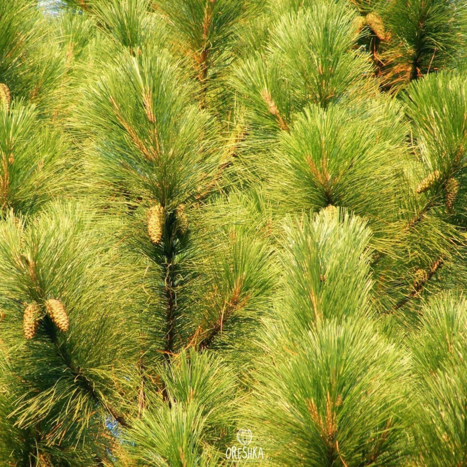 Pinus Elliottii 20 PCS Fresh Seeds Slash Pine Seeds Swamp - Etsy