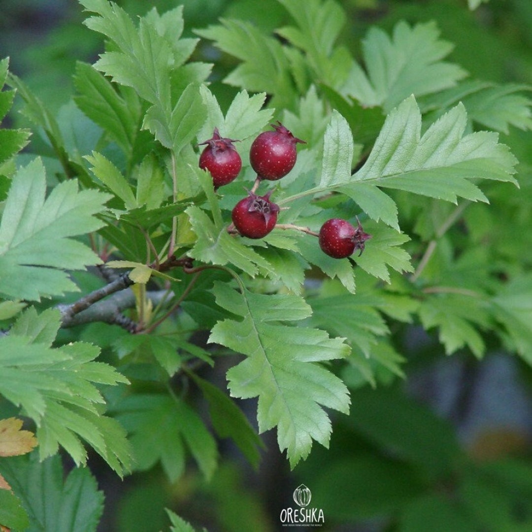 Crataegus Pinnatifida 10 PCS Fresh Seeds, Mountain Hawthorn, Chinese ...