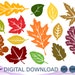 Fall Leaves SVG DXF EPS, Autumn Leave Bundle, Leaf Clipart, Laser Cut ...