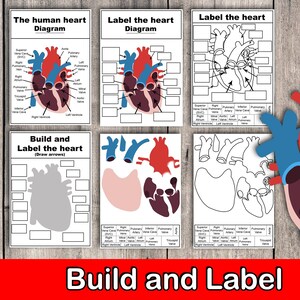 Label the Heart Poster, Human Heart Anatomy Craft, Build and Label ...