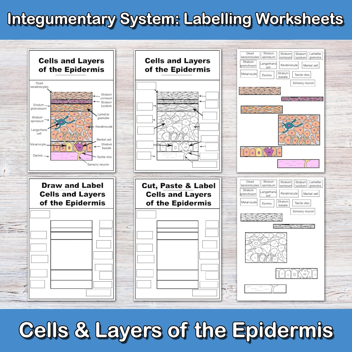 Build and Label the Integumentary System | Anatomy Worksheets | Skin ...