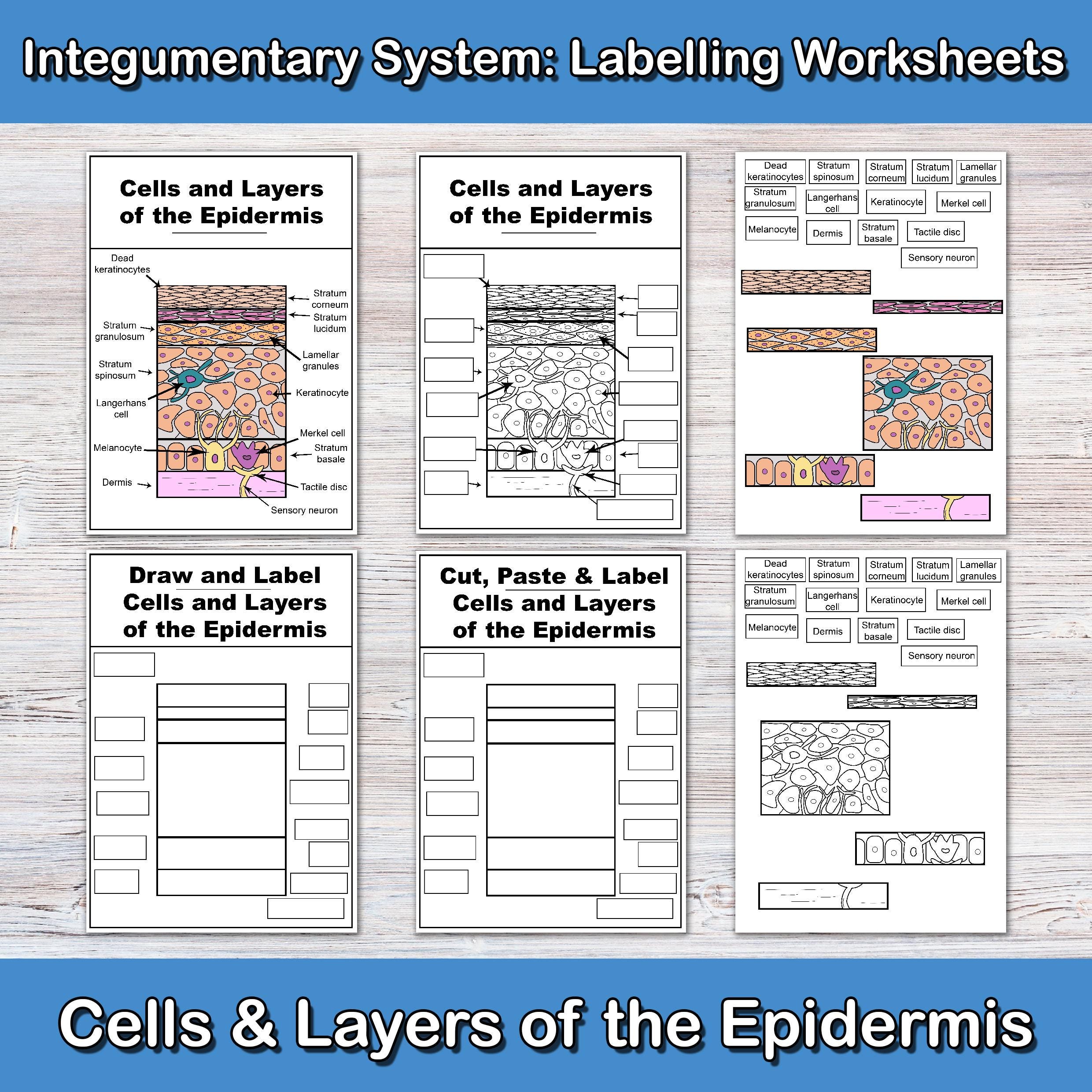 Build and Label the Integumentary System | Anatomy Worksheets | Skin ...