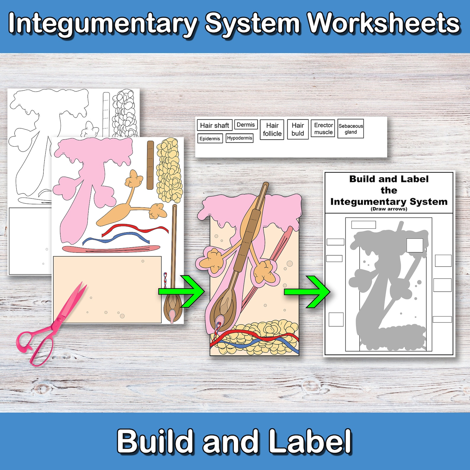 Build and Label the Integumentary System | Anatomy Worksheets | Skin ...