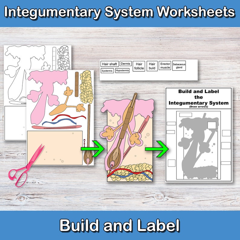Build and Label the Integumentary System | Anatomy Worksheets | Skin ...