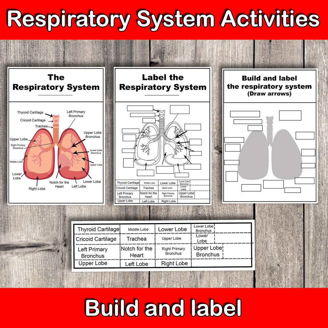 Respiratory System Activities Build and Label the Human Lungs - Etsy