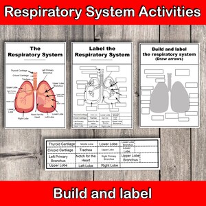 Respiratory System Activities Build and Label the Human Lungs - Etsy