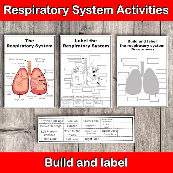 Label The Lower Respiratory System 2 Purposegames