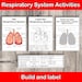 Respiratory System Activities Build and Label the Human Lungs - Etsy