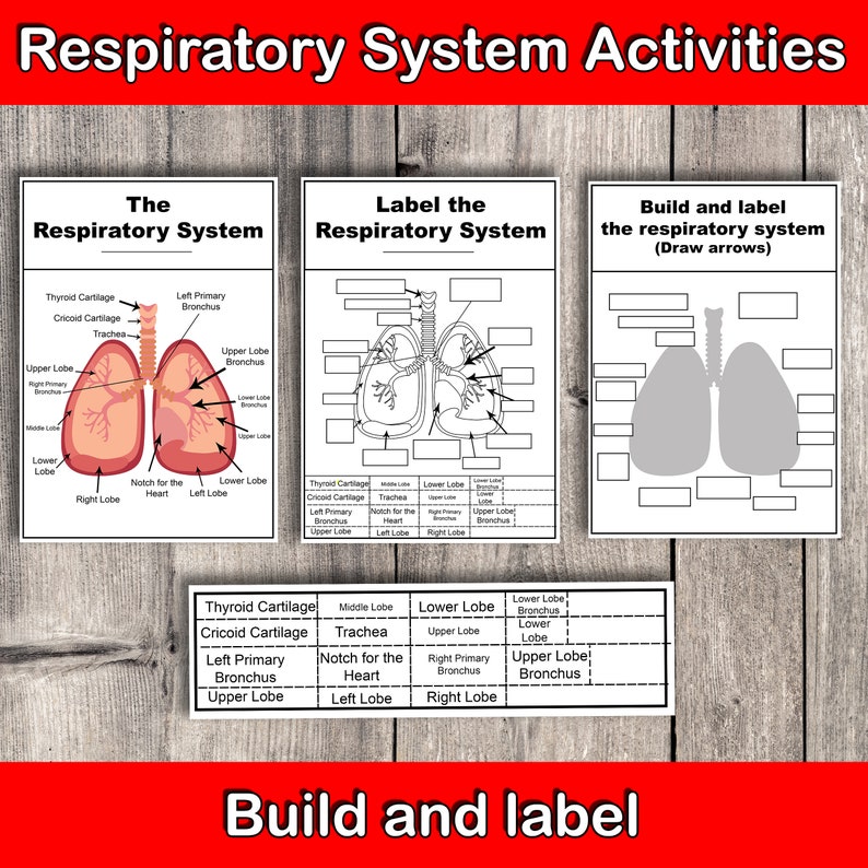 Respiratory System Activities Build and Label the Human Lungs - Etsy