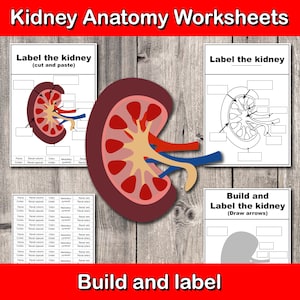Anatomy Worksheet Mega Bundle | Build and Label the Human Body | Human ...