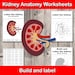 Anatomy Worksheet Mega Bundle | Build and Label the Human Body | Human ...