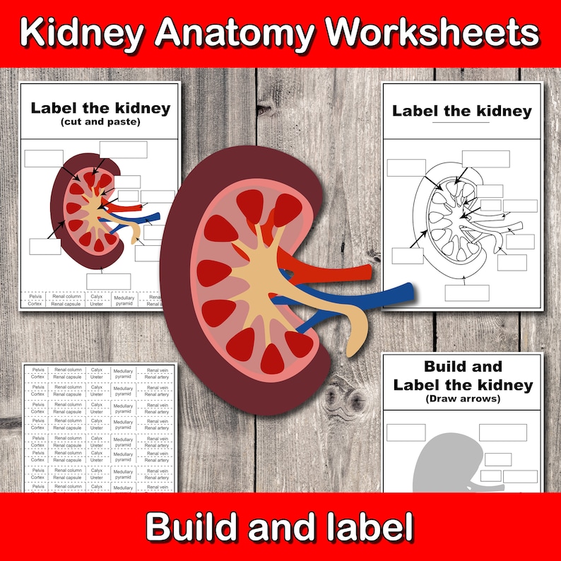 Anatomy Worksheet Bundle Build and Label the Human Body Human Anatomy ...