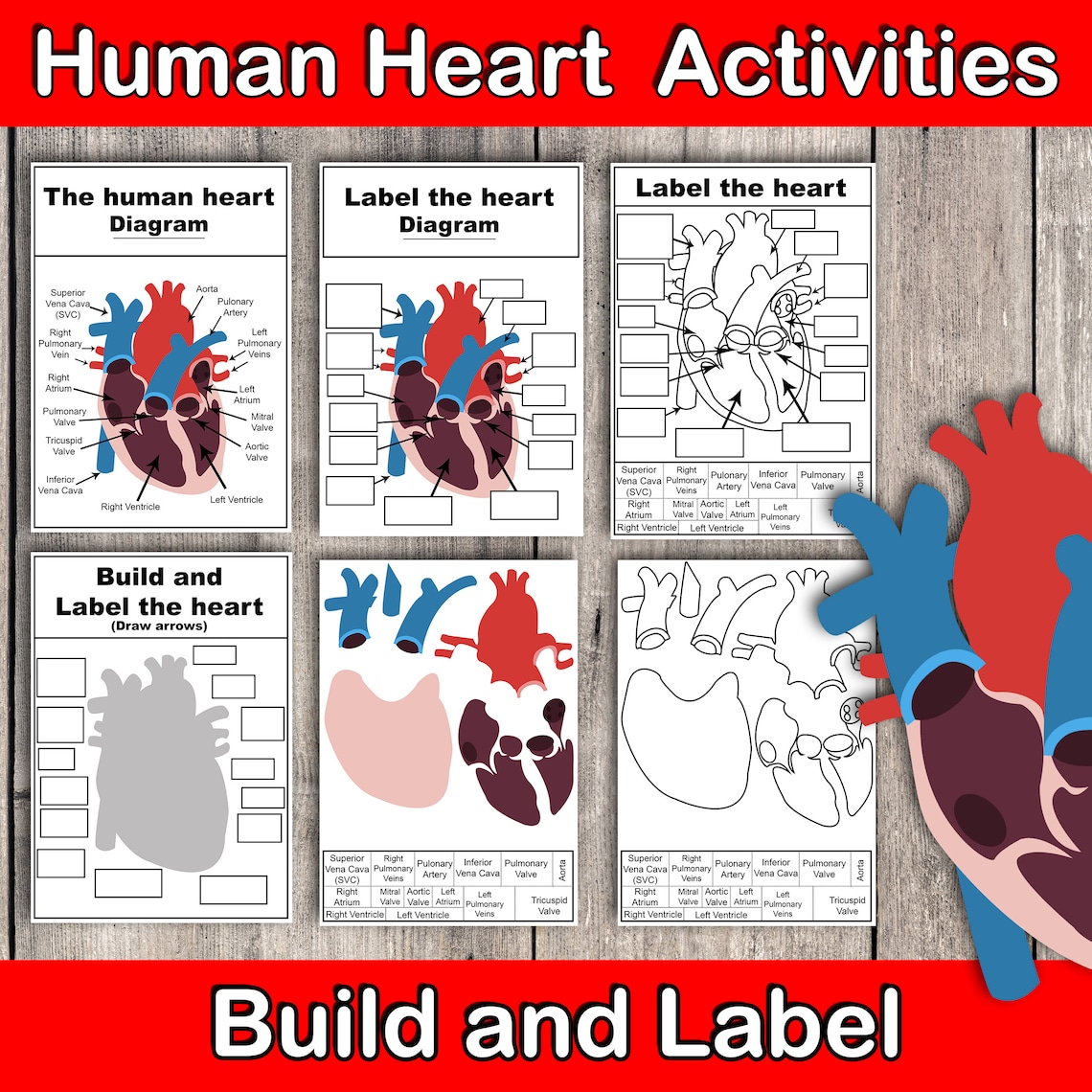Label the Heart Poster, Human Heart Anatomy Craft, Build and Label ...