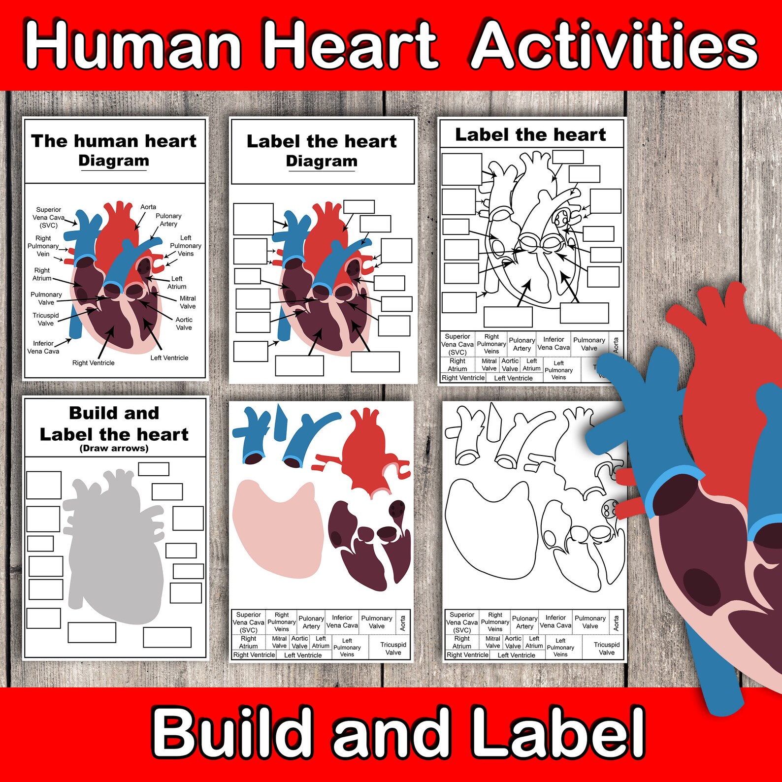Label the Heart Poster, Human Heart Anatomy Craft, Build and Label ...