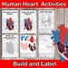 Label the Heart Poster, Human Heart Anatomy Craft, Build and Label ...