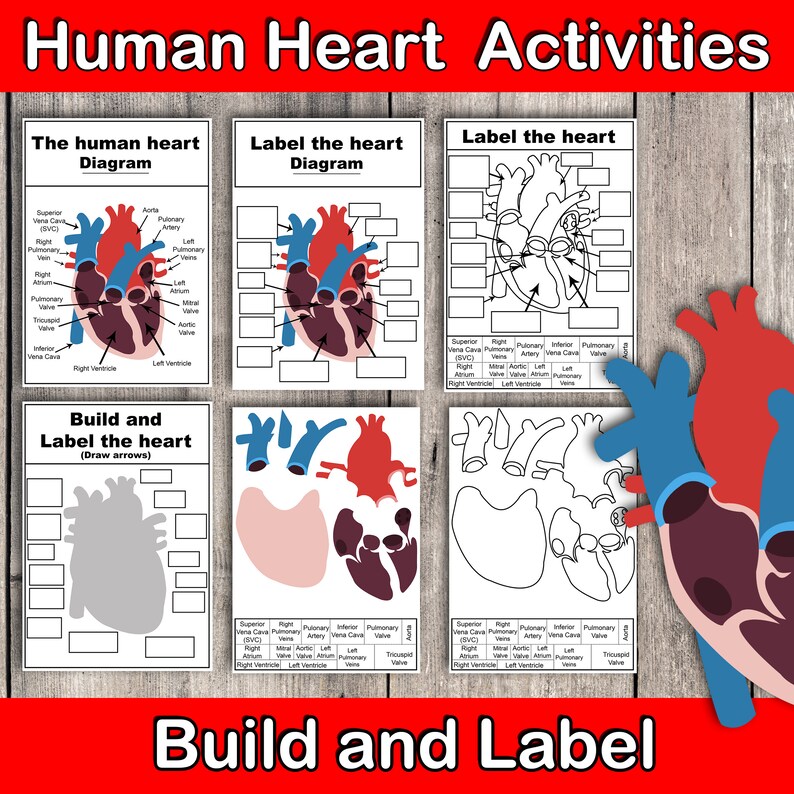 Label the Heart Poster, Human Heart Anatomy Craft, Build and Label ...