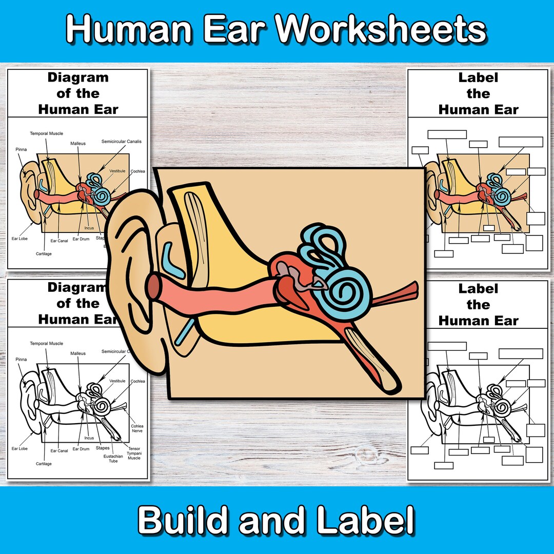 Build and Label the Human Ear | Anatomy Worksheets | Ear Activities ...