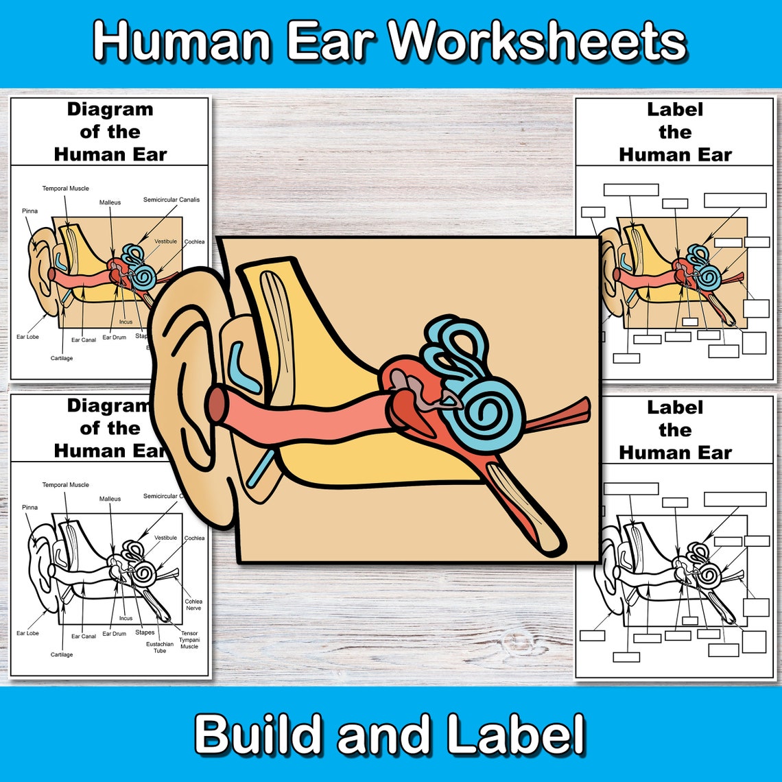 Build and Label the Human Ear | Anatomy Worksheets | Ear Activities ...