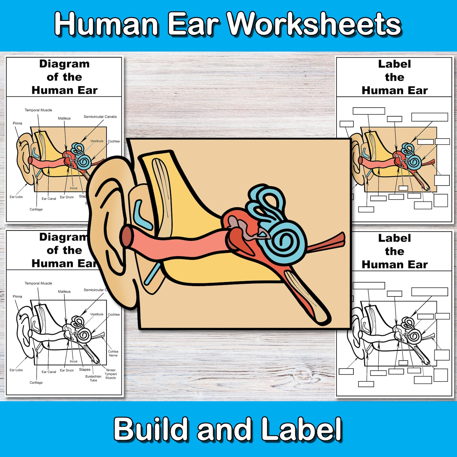 Build and Label the Human Ear | Anatomy Worksheets | Ear Activities ...