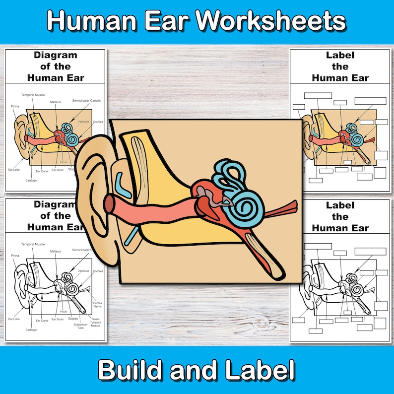 Build and Label the Human Ear | Anatomy Worksheets | Ear Activities ...