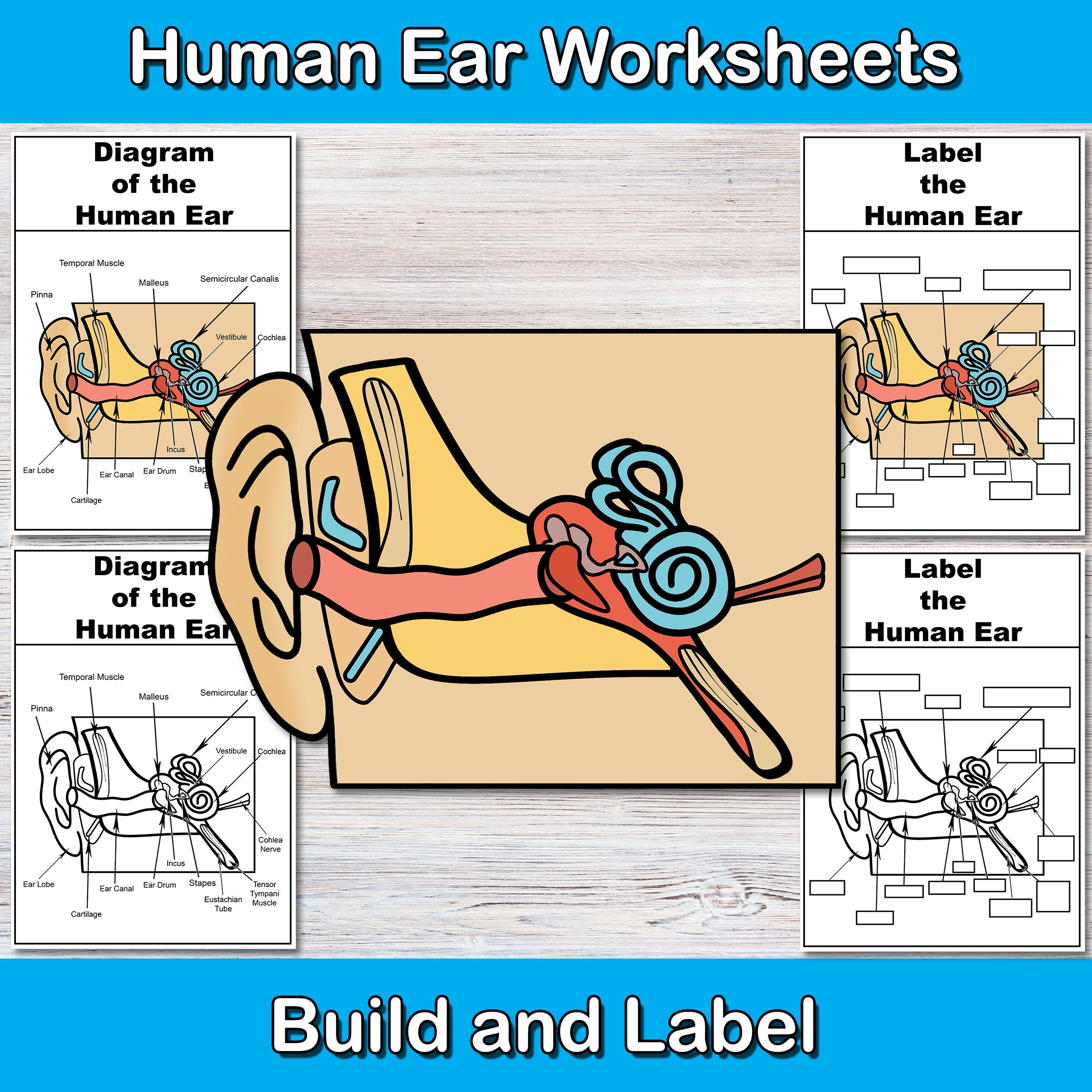 Build and Label the Human Ear | Anatomy Worksheets | Ear Activities ...