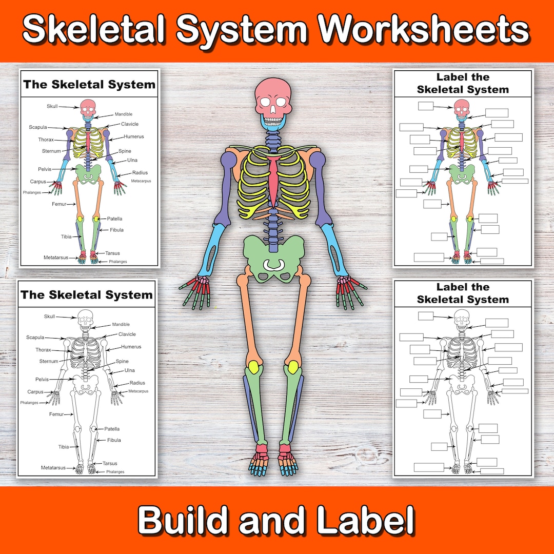 Build and Label the Skeletal System | Anatomy Worksheets | Biology ...