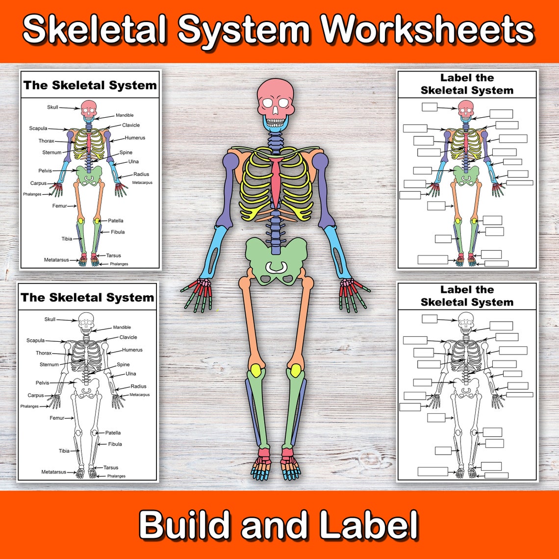 Build and Label the Skeletal System | Anatomy Worksheets | Biology ...