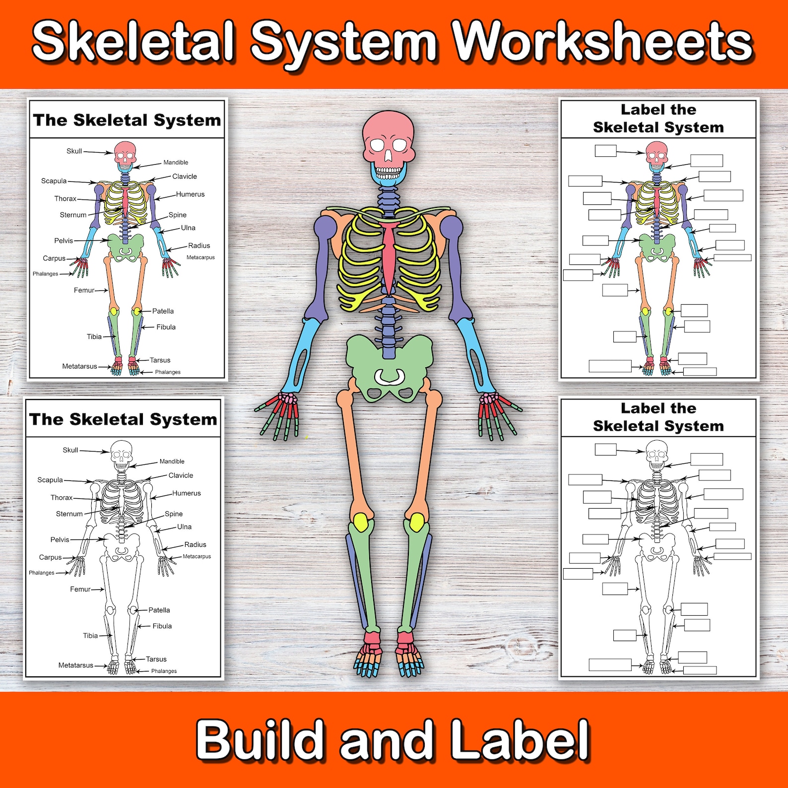 Build and Label the Skeletal System | Anatomy Worksheets | Biology ...