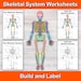 Build and Label the Skeletal System | Anatomy Worksheets | Biology ...
