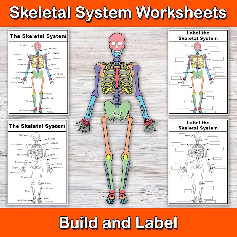 Skeletal System - Etsy