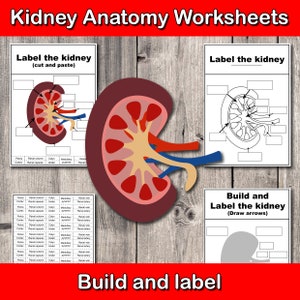 Build and Label the Human Kidney | Anatomy Worksheets | Biology ...