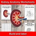 Build and Label the Human Kidney | Anatomy Worksheets | Biology ...