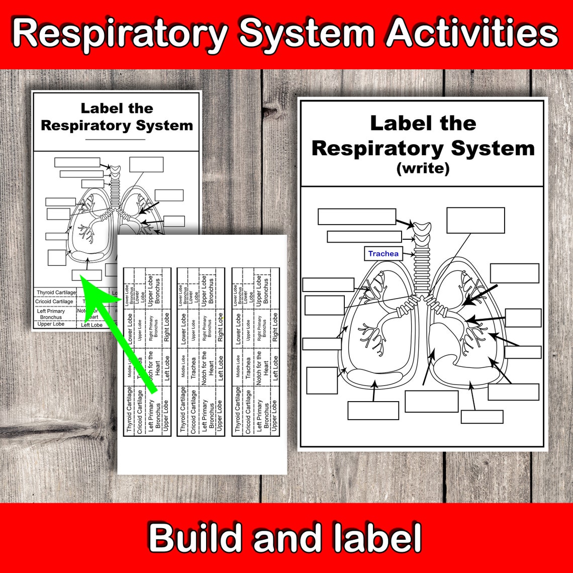 Respiratory System Activities Build and Label the Human Lungs - Etsy