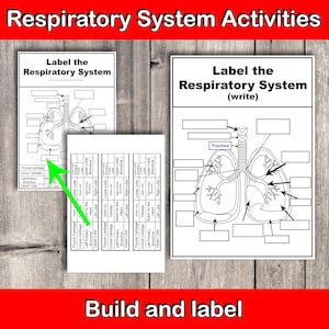Respiratory System Activities Build and Label the Human Lungs - Etsy