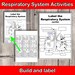 Respiratory System Activities Build and Label the Human Lungs - Etsy