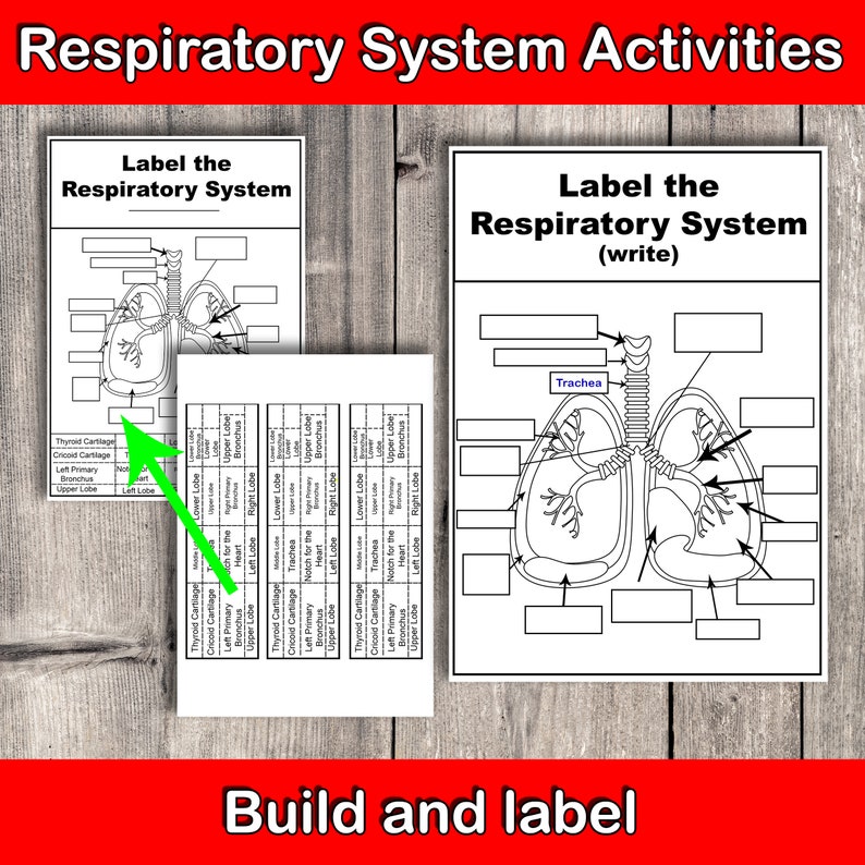 Respiratory System Activities Build and Label the Human Lungs - Etsy